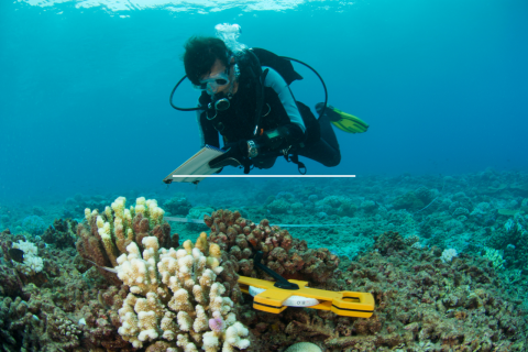 Devenir ingénieur en biologie marine Métier, formation, salaire, etc.